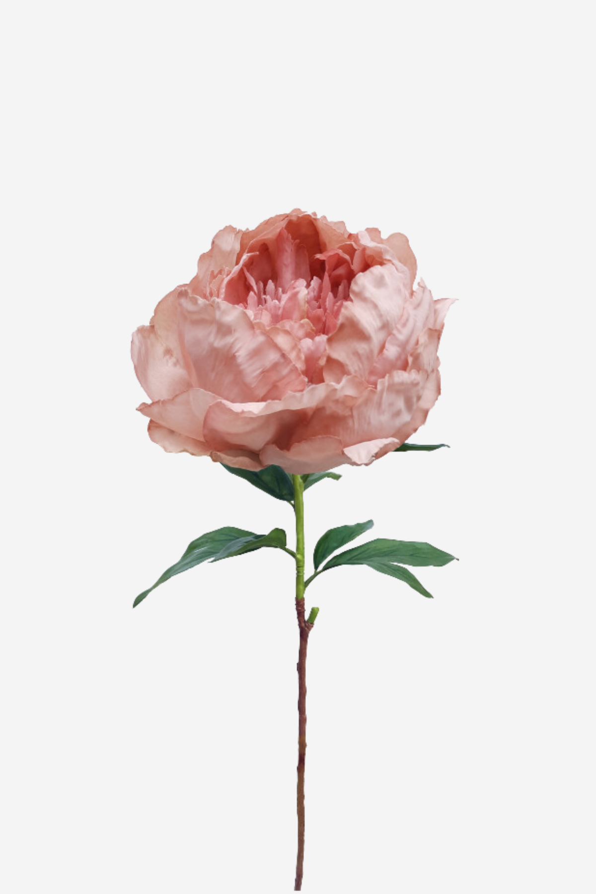Queen Peony Large - Blush– 101 Home